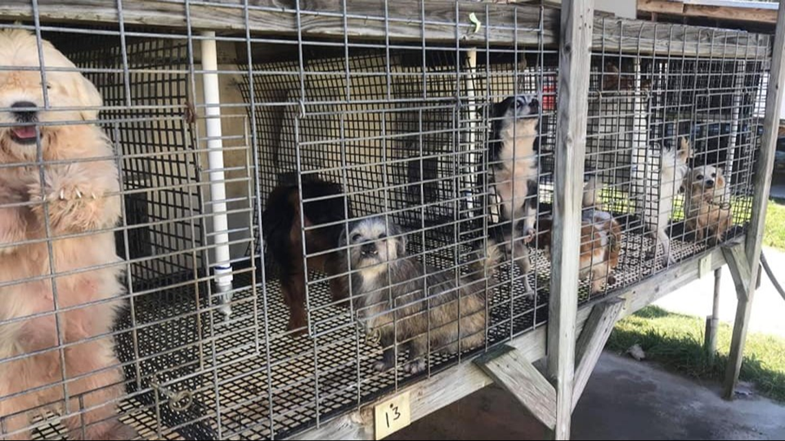 Hidden in plain sight: Sick animals, a jawless dog and a system that ...