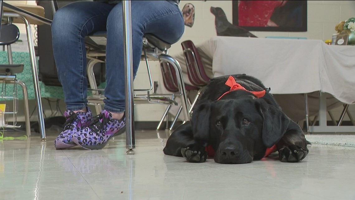 Lambert High uses therapy dogs for vocational training | 11alive.com