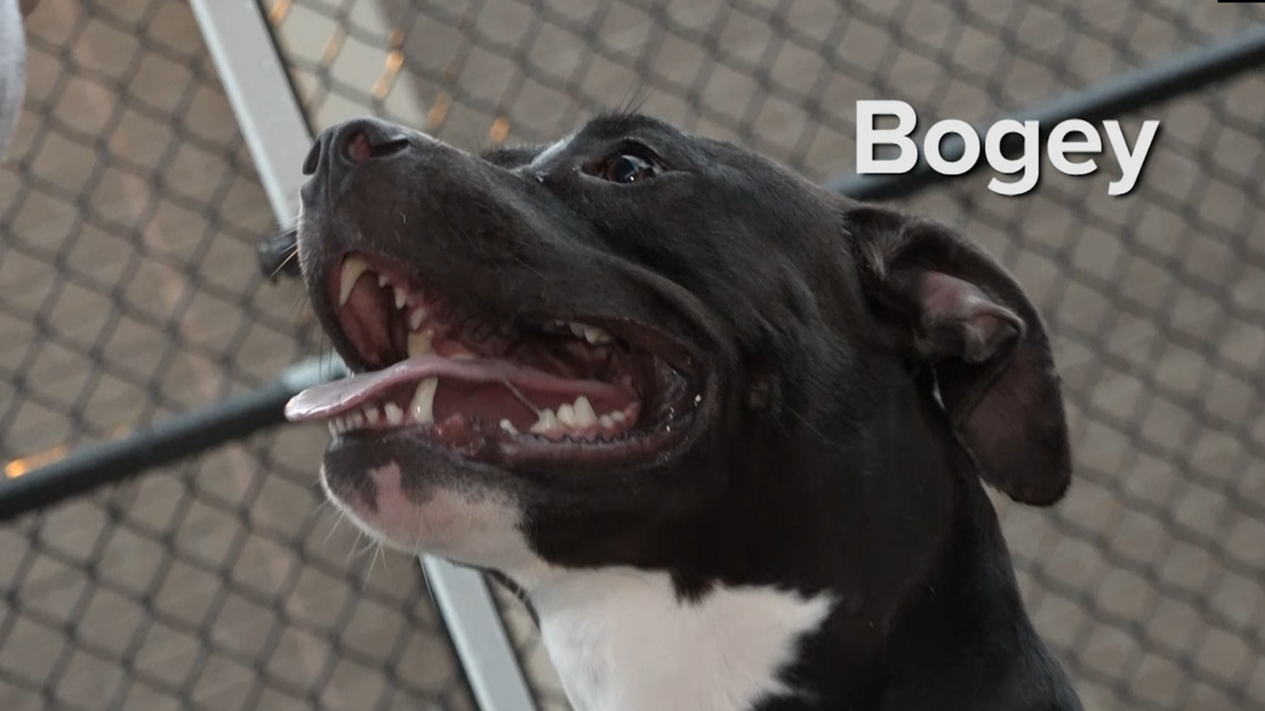 Meet Bogey and Sassy | Gwinnett County Animal Welfare's pets of the ...