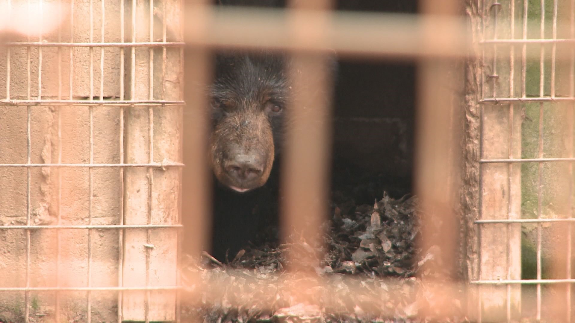 With Yellow River Game Ranch shuttered, what happens to the groundhog ...