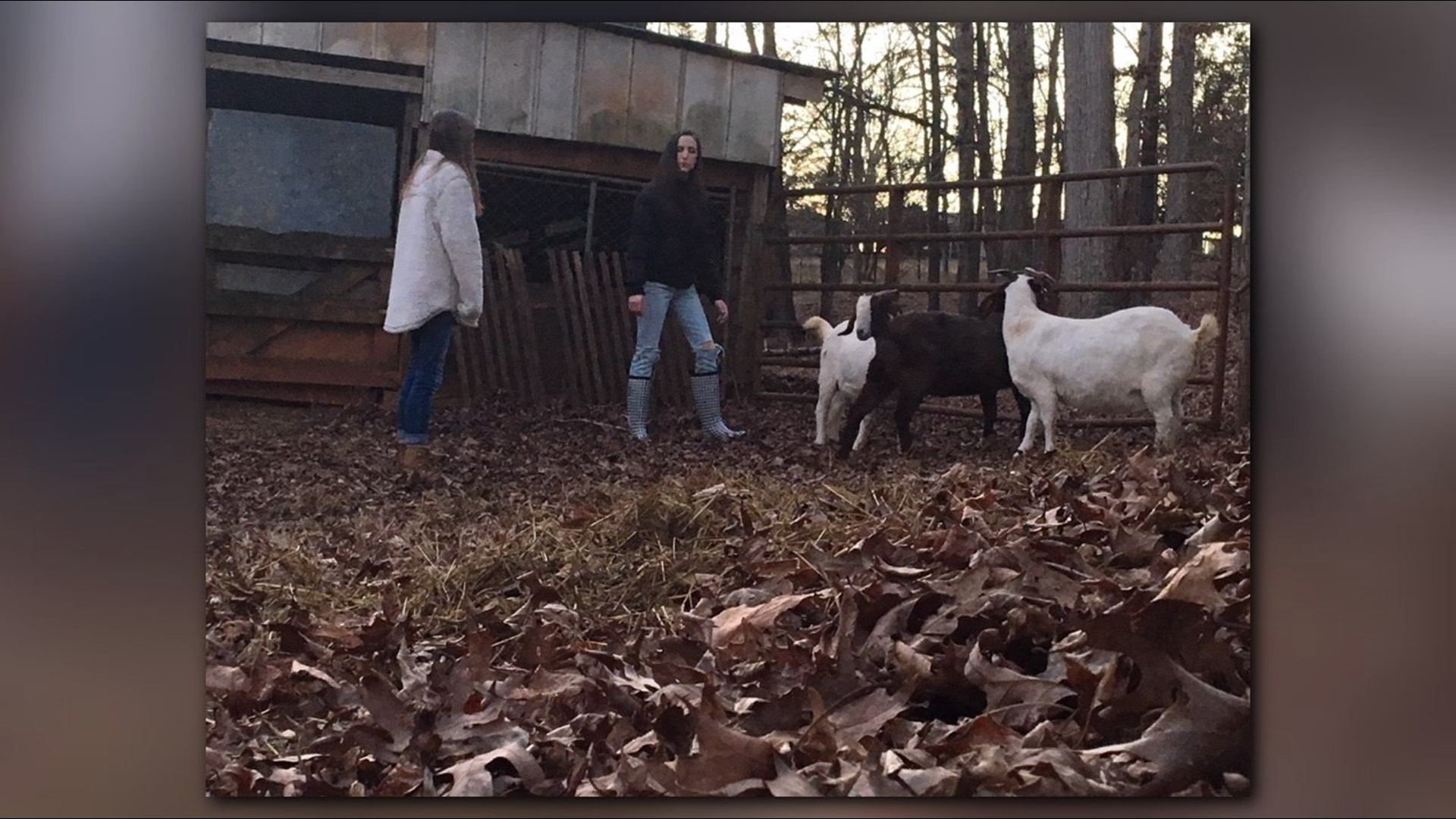 Mysterious discovery | Show goats killed, go missing under unknown ...