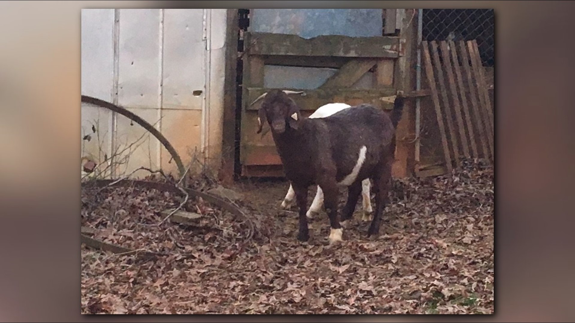 Mysterious discovery | Show goats killed, go missing under unknown ...