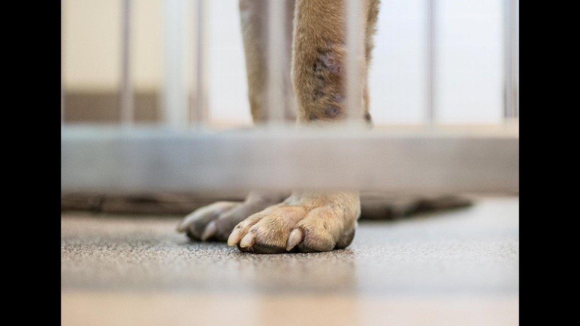 Treadmills, creatine, dogs with scars lead to dog fighting arrests ...