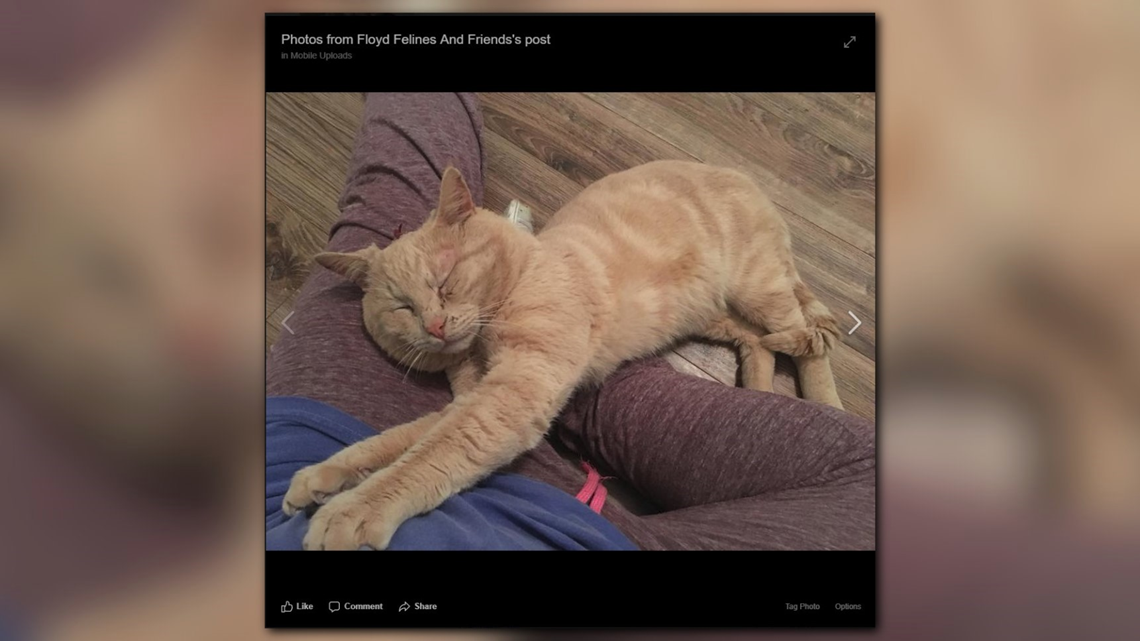 Floyd the cat miraculously survives after vets remove arrow shot into ...