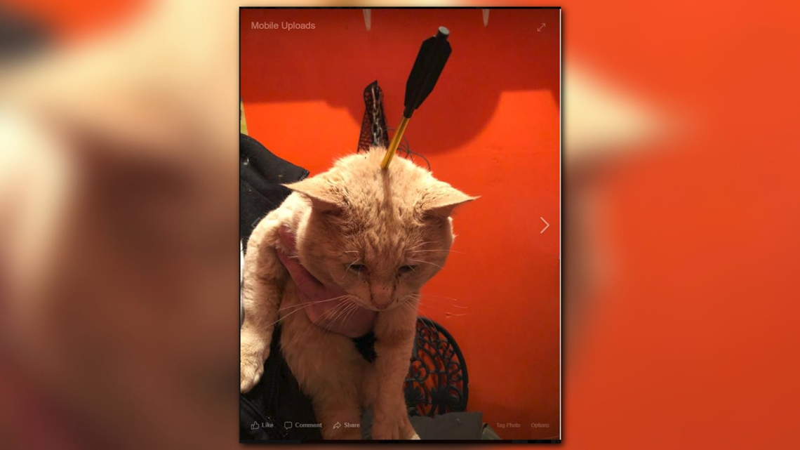 Floyd the cat miraculously survives after vets remove arrow shot into ...