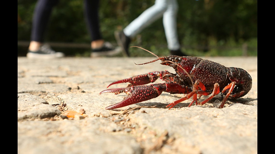 Georgia crawfish mutates into new species, takes over Europe | 11alive.com