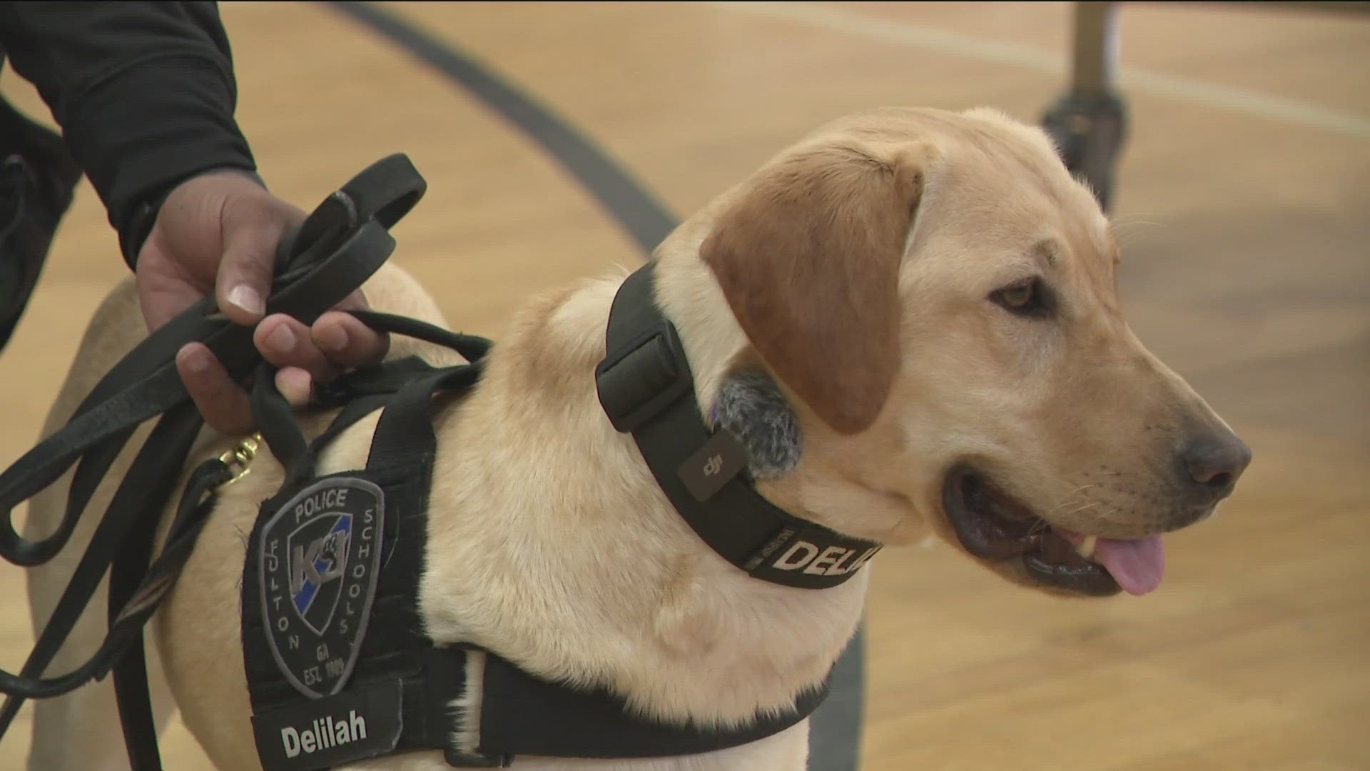 Fulton County Schools introduces K9 safety team | 11alive.com