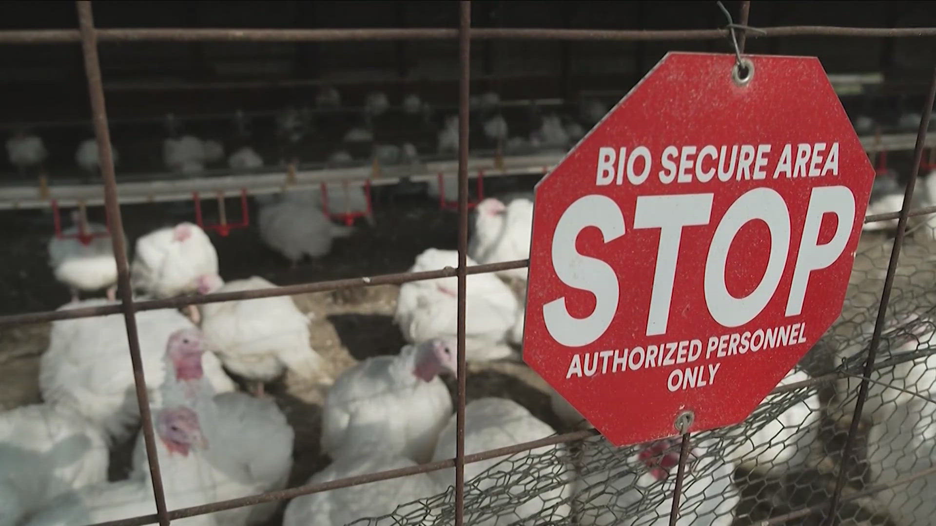 2nd Bird Flu case detected in commercial flock in north Georgia ...