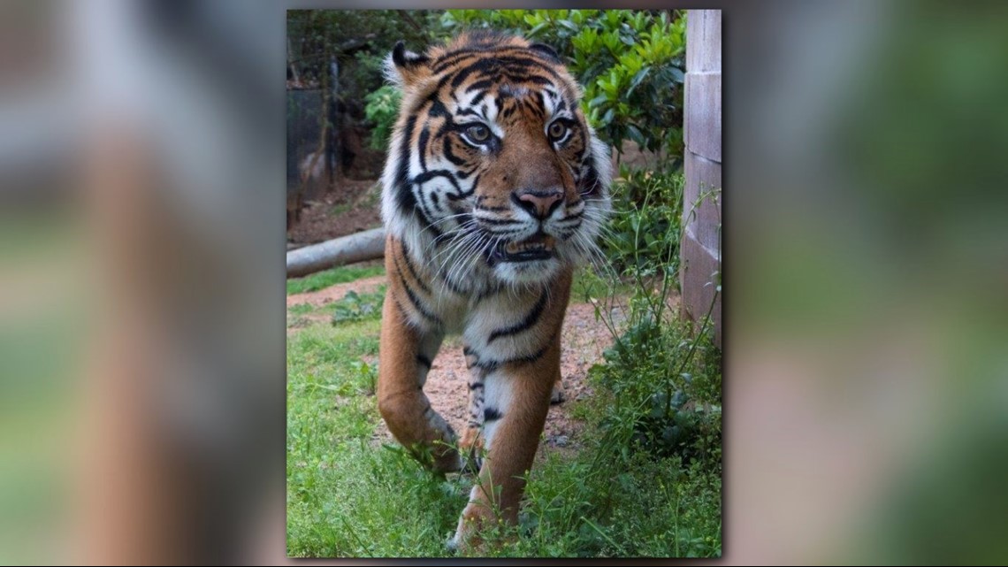 Zoo Atlanta welcomes new Sumatran Tiger! | 11alive.com