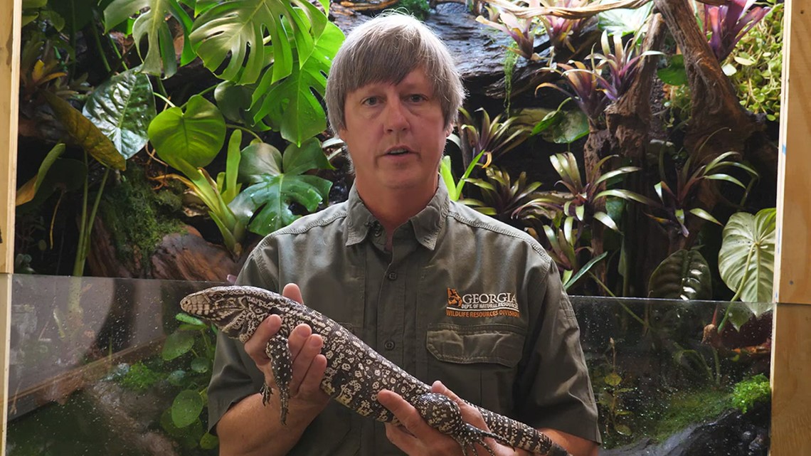 Invasive Tegu lizard species in Georgia poses danger to native wildlife ...
