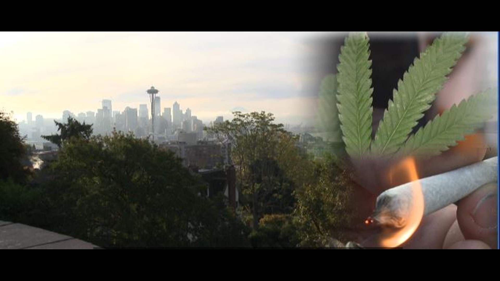 Growing medical marijuana: How Seattle is making it work | 11alive.com