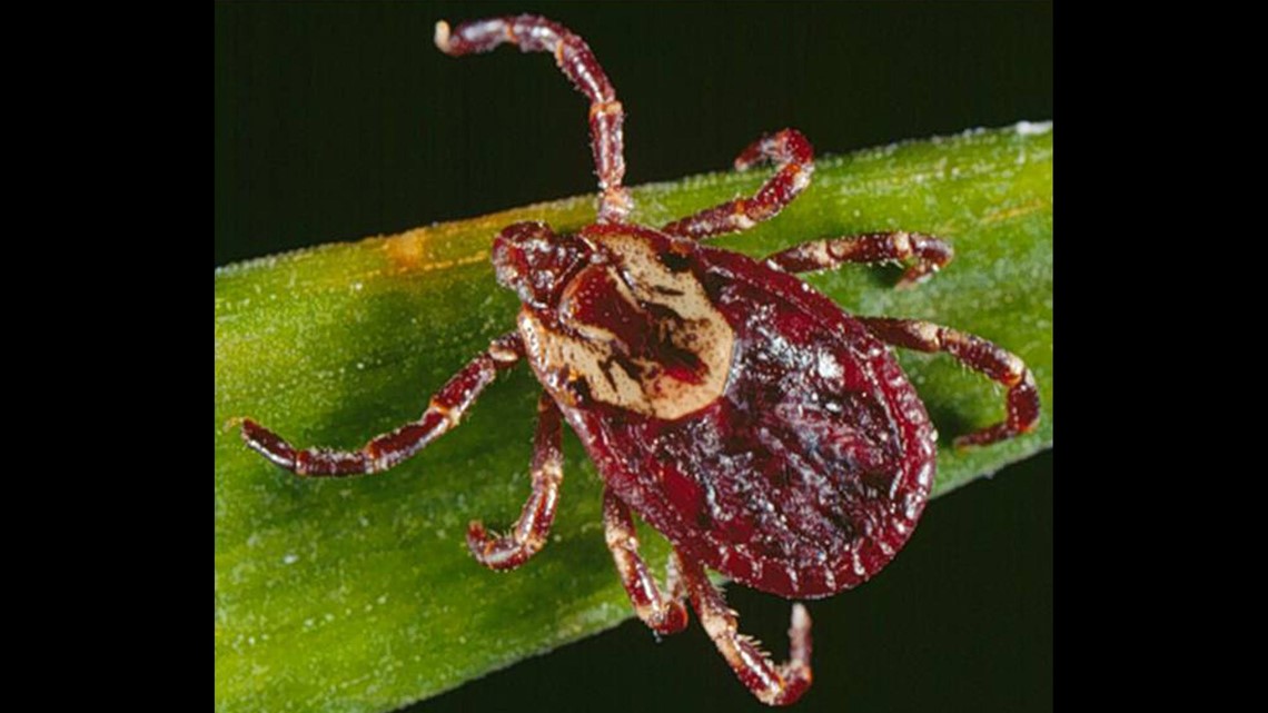VERIFY: Best ways to prevent and remove ticks this summer? | 11alive.com