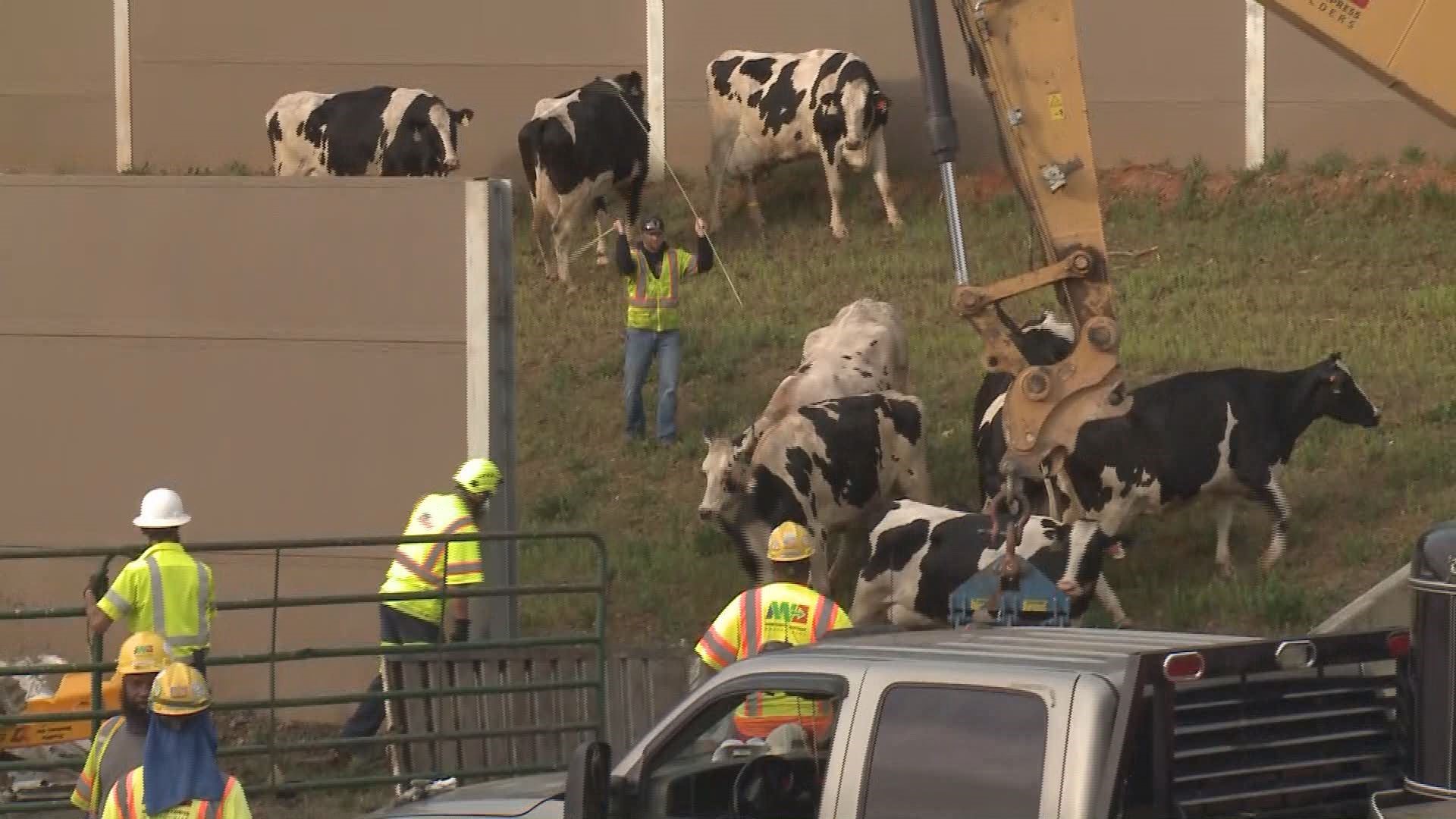 Cows killed in Atlanta interstate crashes honored with new PETA ...