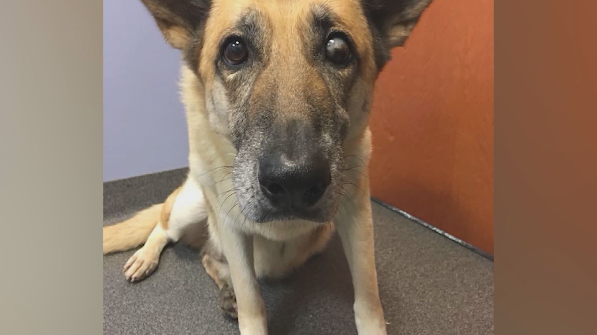 Pennsylvania animal cruelty laws | 11alive.com
