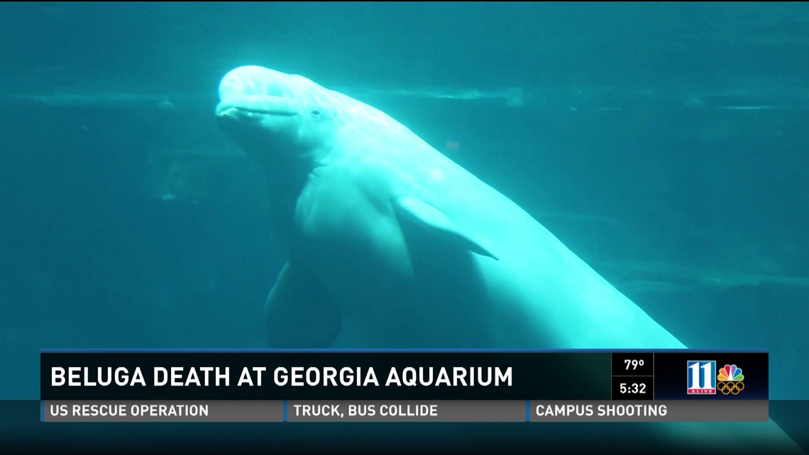 Beluga death once again splits animal lovers over aquariums | 11alive.com