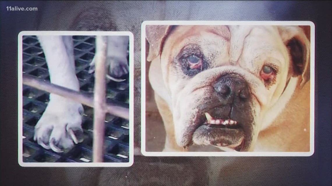 Hidden in plain sight: Sick animals, a jawless dog and a system that ...