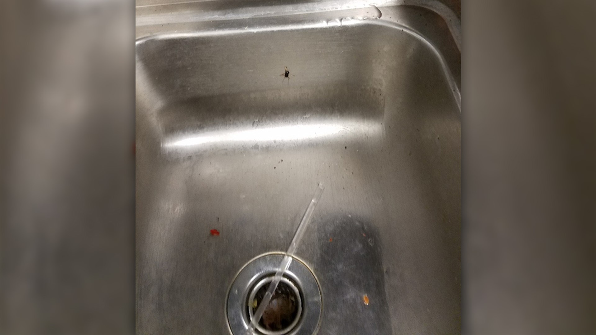 Why you should check the restaurant health score before you eat ...