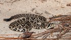 Snakes found in Georgia | 11alive.com