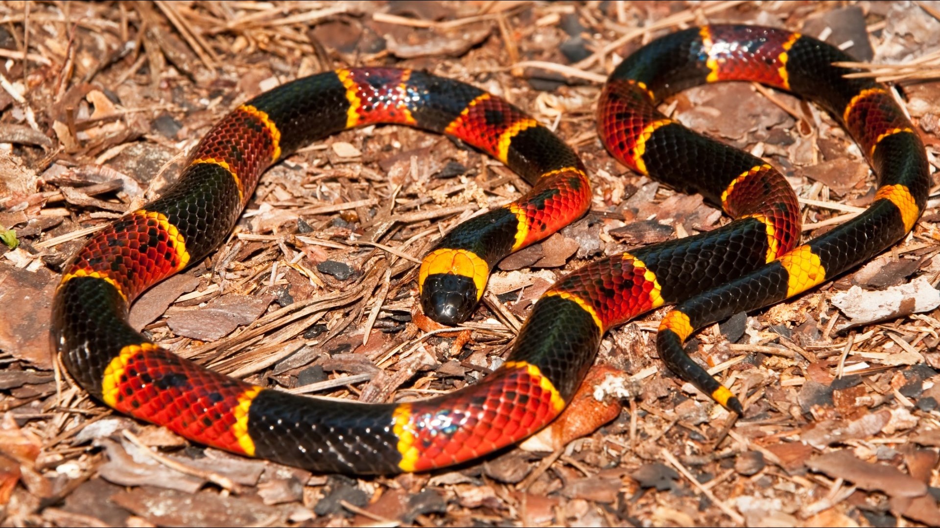 VERIFY: Was a massive copperhead snake found in Canton, Ga.? | 11alive.com
