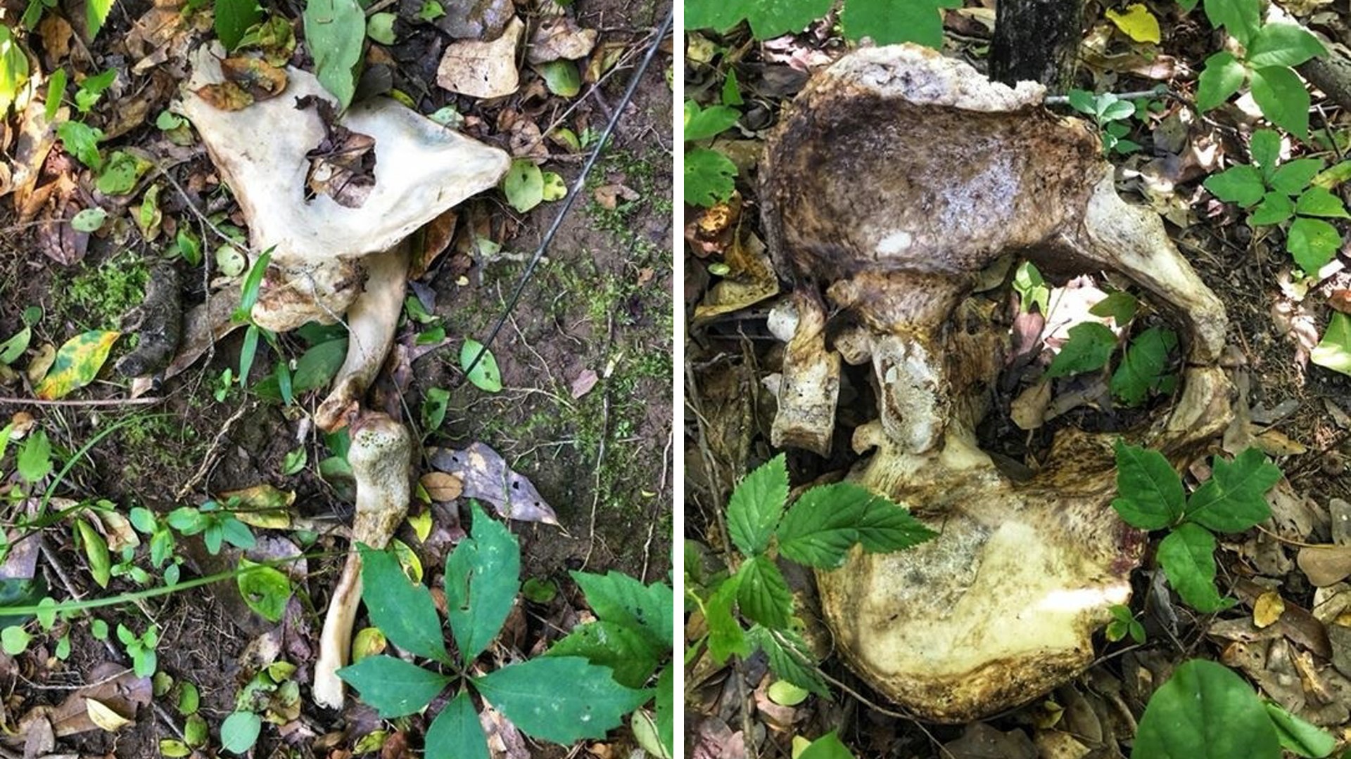 Sheriff: Human bones found near creek may have been there for 2 years ...