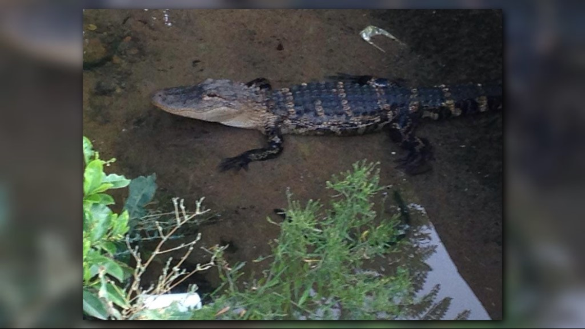 Alligator spotted at Georgia restaurant | 11alive.com