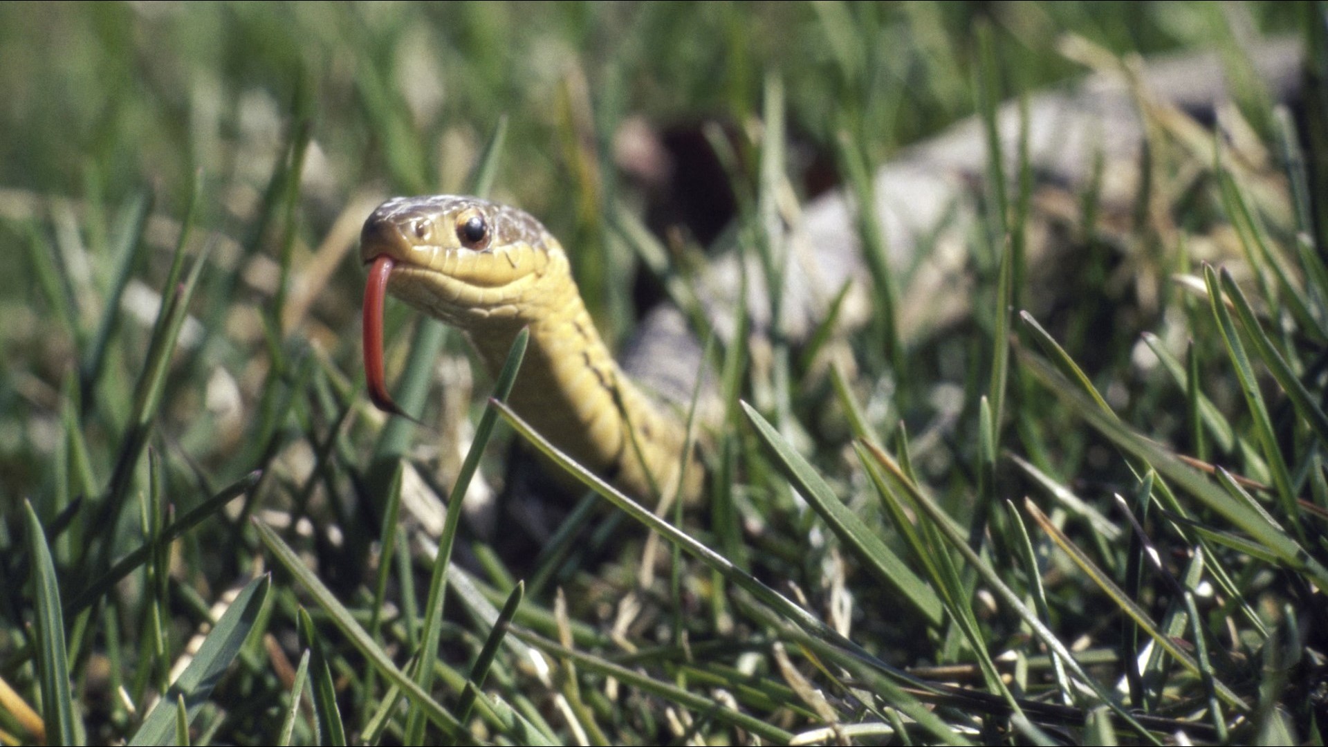 Homeowner who sprayed snake with gas accidentally set house ablaze ...