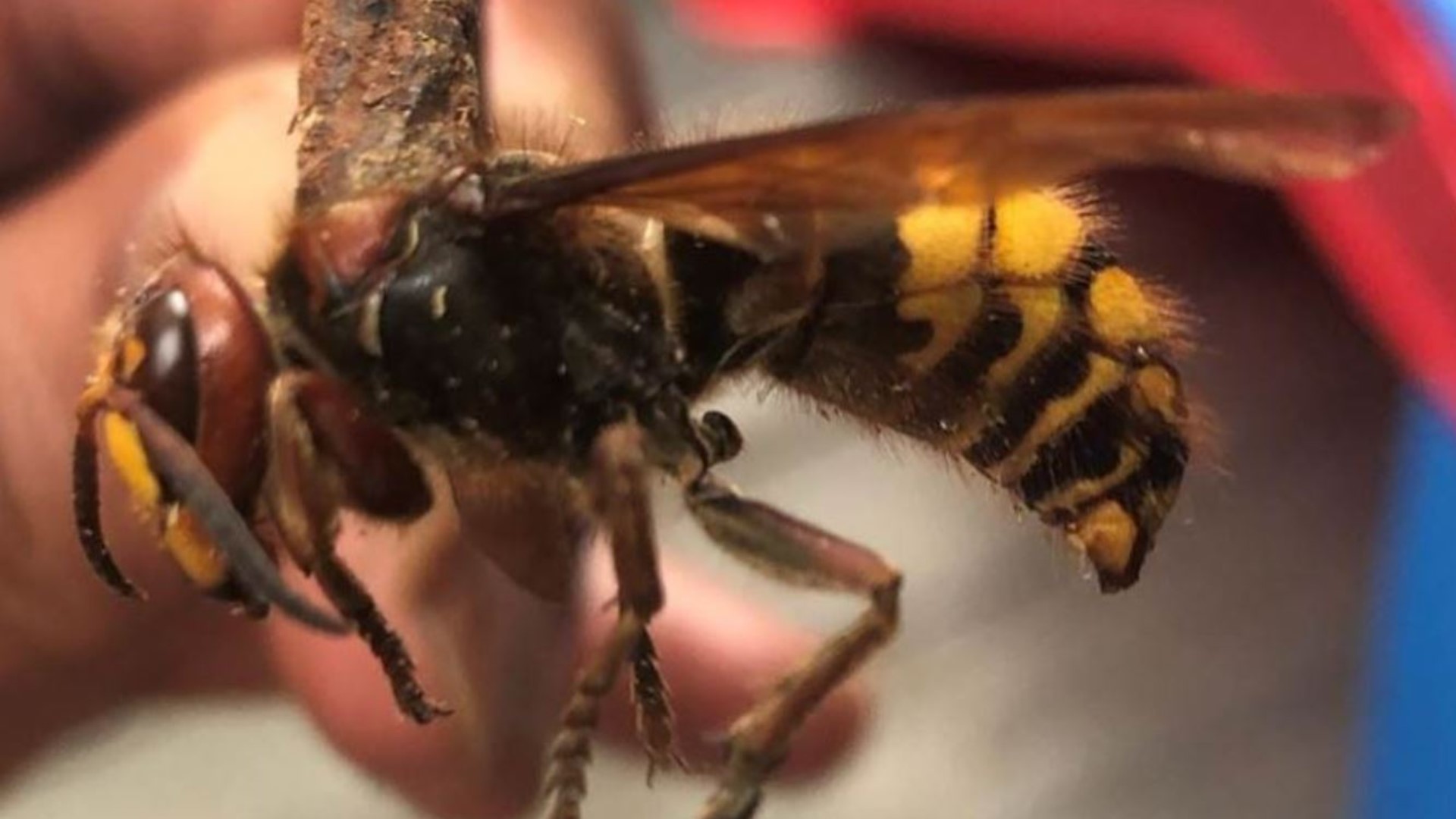 Is the murder hornet in Georgia? | What you might mistake for it ...