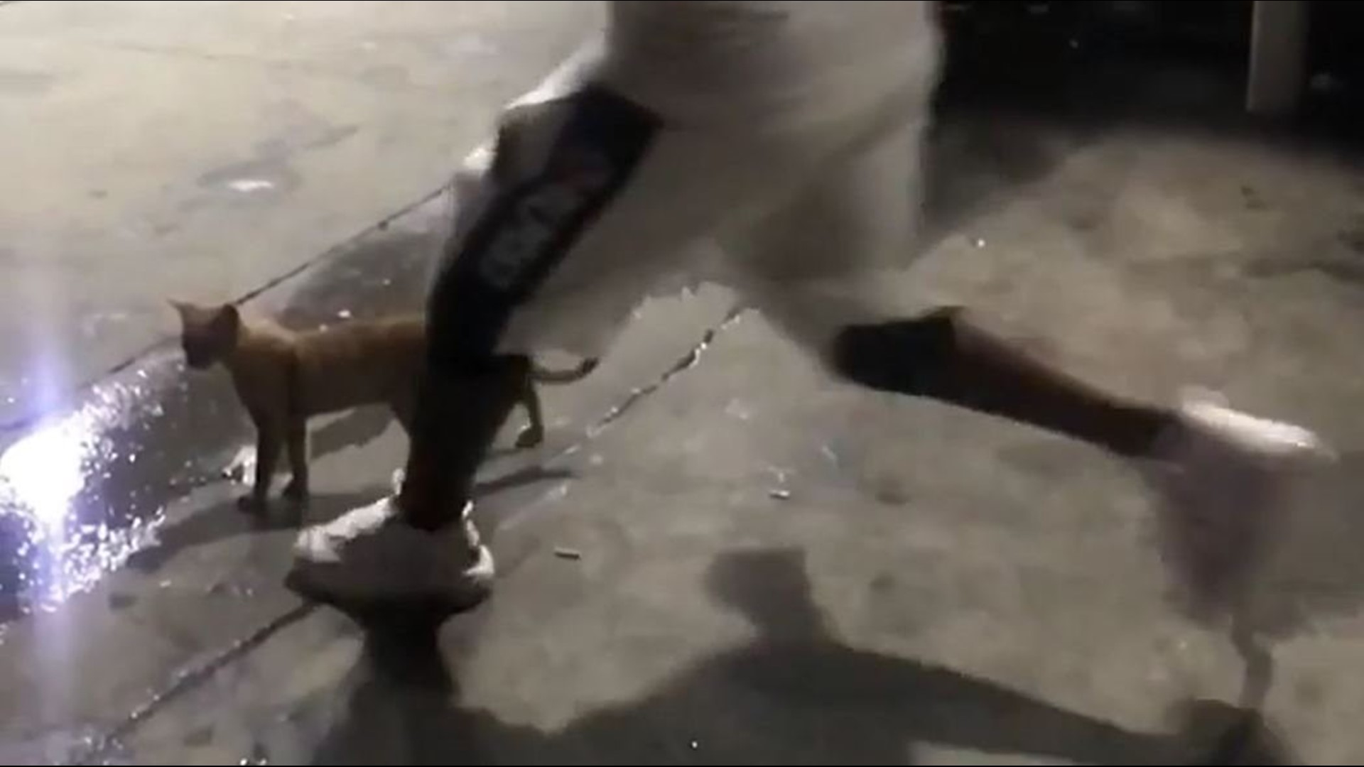 Reward now offered after man seen punting cat in viral video | 11alive.com