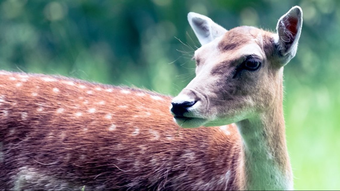 Killer deer terrorizing pets, people in Peachtree City? Wildlife ...