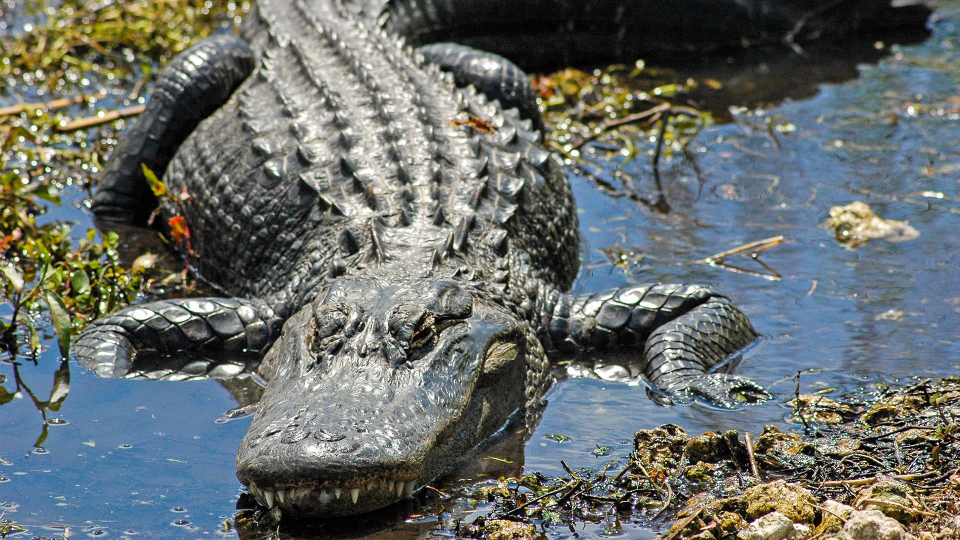 Florida man found eaten by alligator died of meth overdose | 11alive.com
