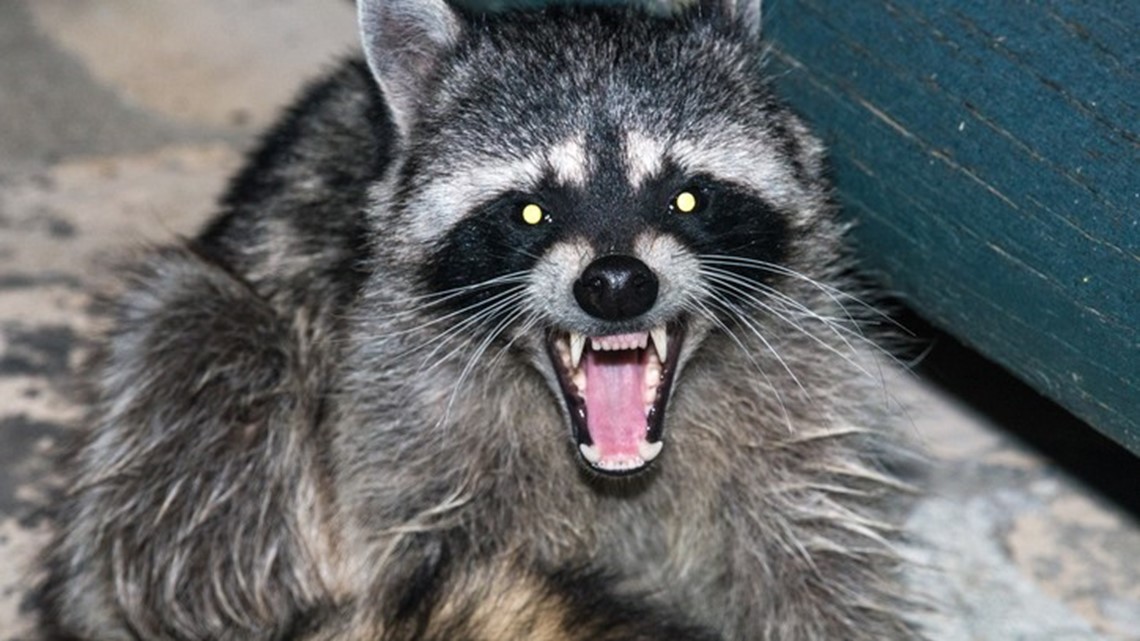 Eleventh rabid raccoon reported in DeKalb County this year, officials ...