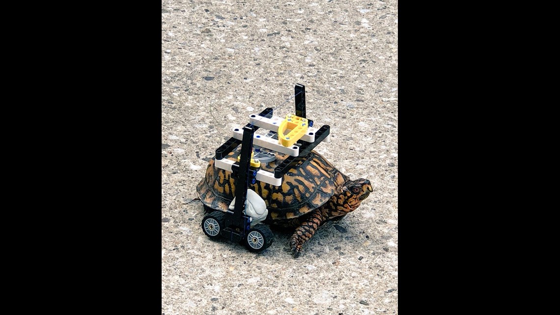Injured turtle at gets customized wheelchair made of Legos | 11alive.com