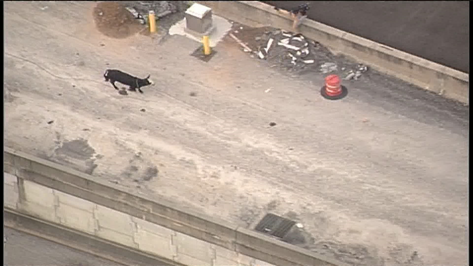 Cows roam the road after livestock tractor-trailer flips on I-285 ...