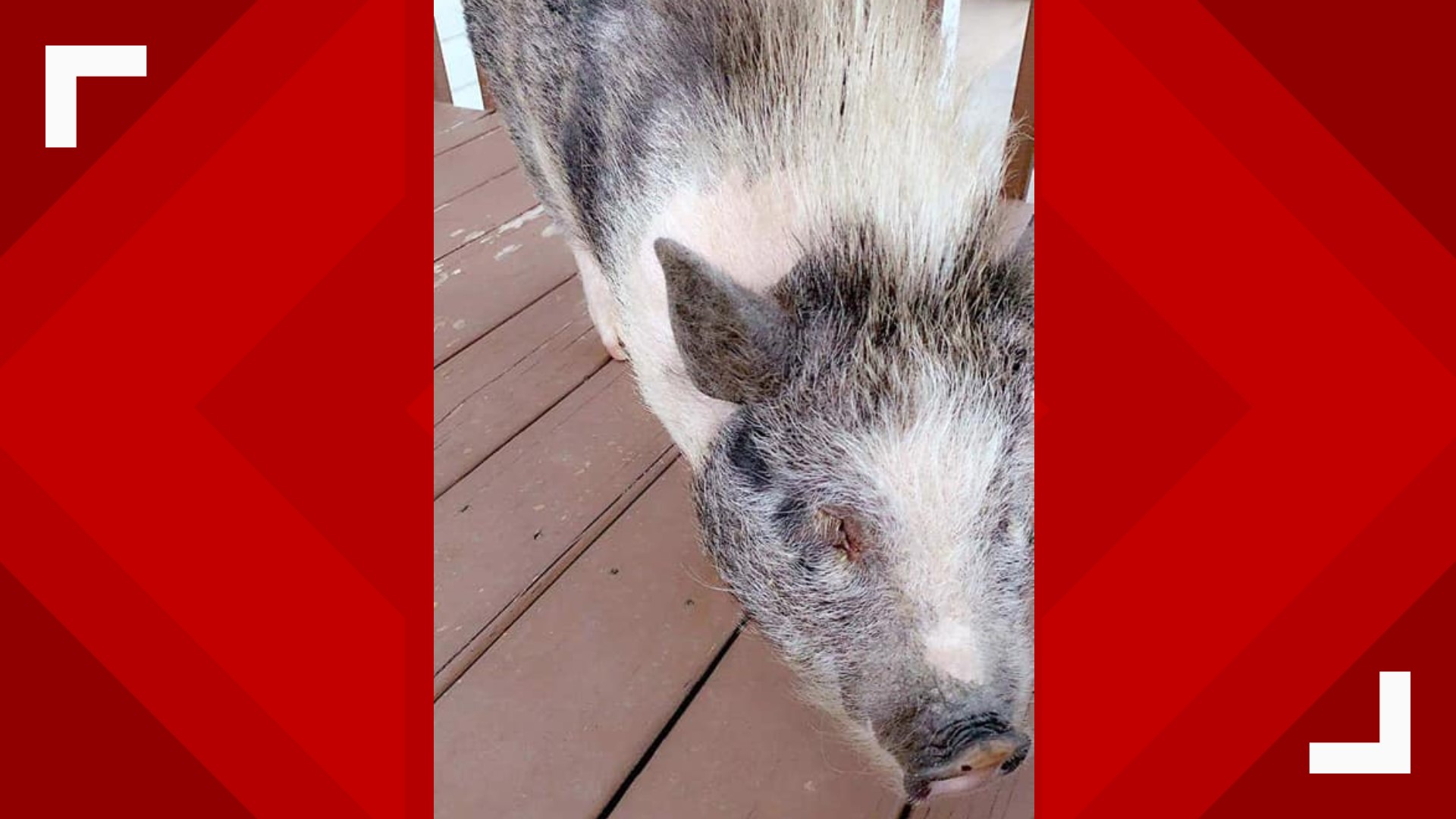 Police asking for help to find missing pig with special needs in Temple ...