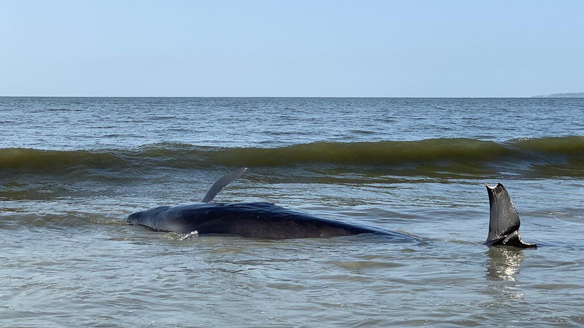 Why do pilot whales beach themselves? | 11alive.com