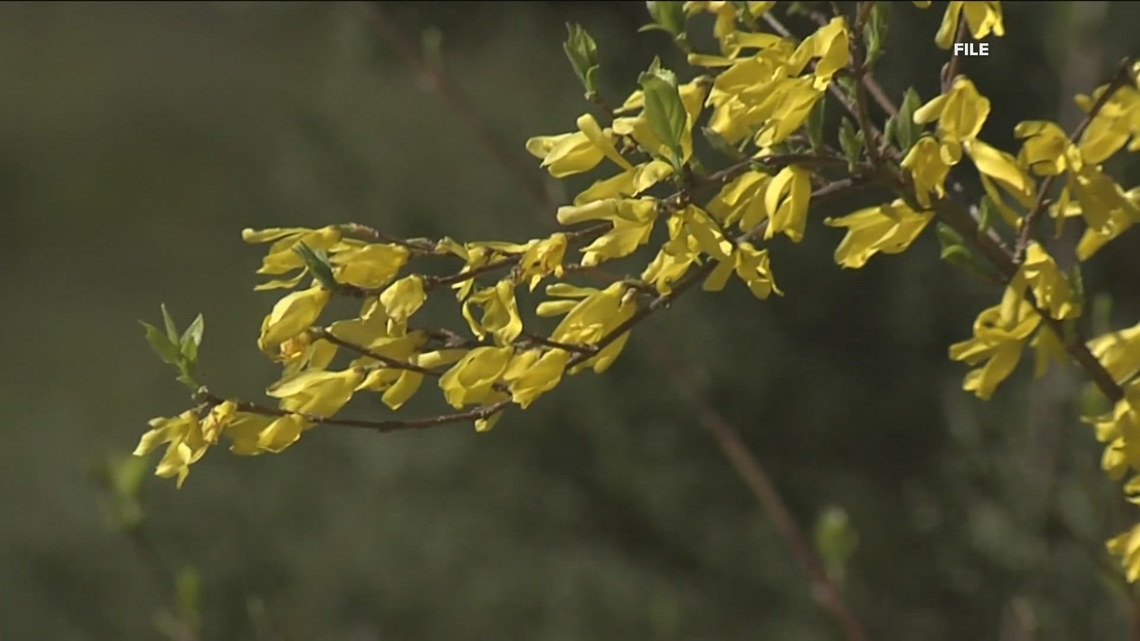 Record breaking pollen count reported in Atlanta today | 11alive.com