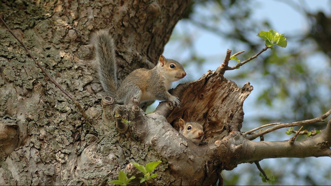 How to keep critters out of your home this winter | 11alive.com