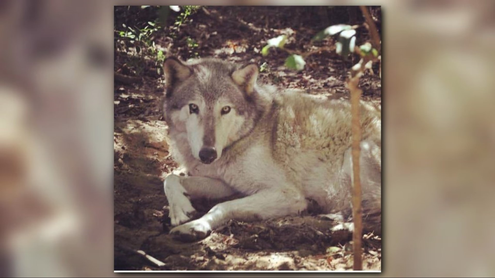 Wolf runs off from Florida wildlife preserve during Hurricane Michael's ...