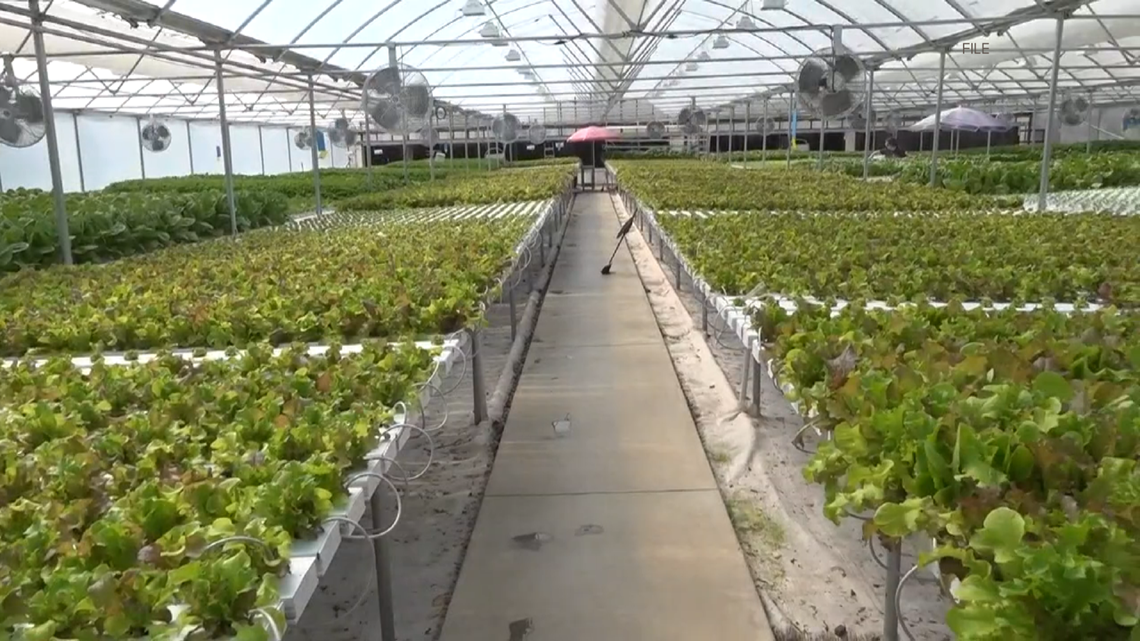 Circle A Farms sees boost in business during pandemic | 11alive.com