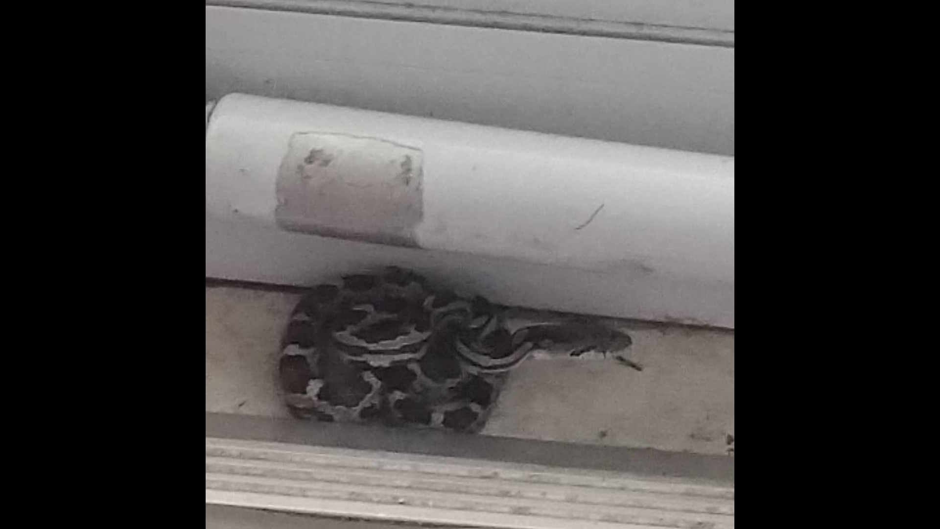Can you spot the snake in this viral photo? | 11alive.com