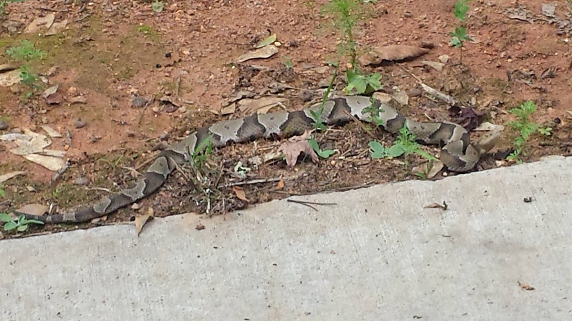 PHOTOS: Snake sightings in metro Atlanta | 11alive.com