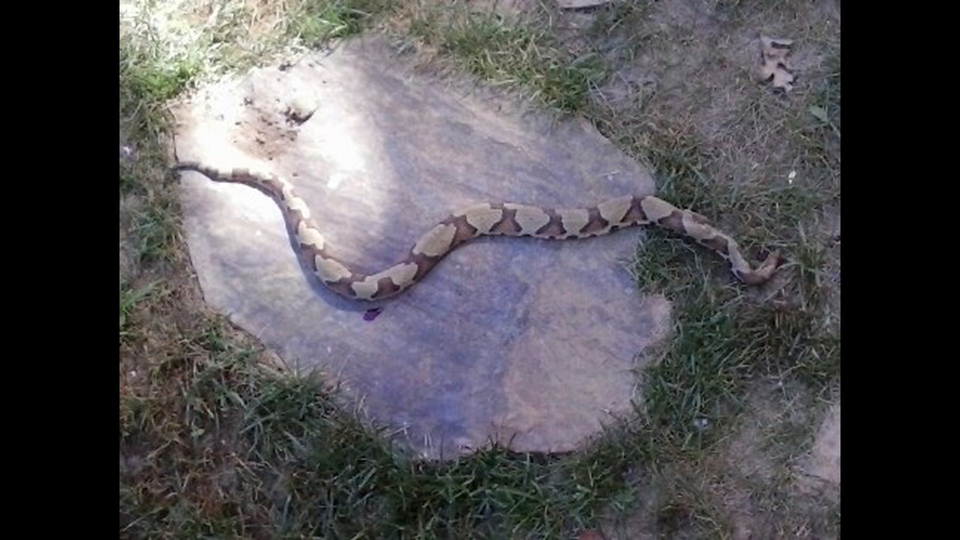 PHOTOS: Snake sightings in metro Atlanta | 11alive.com