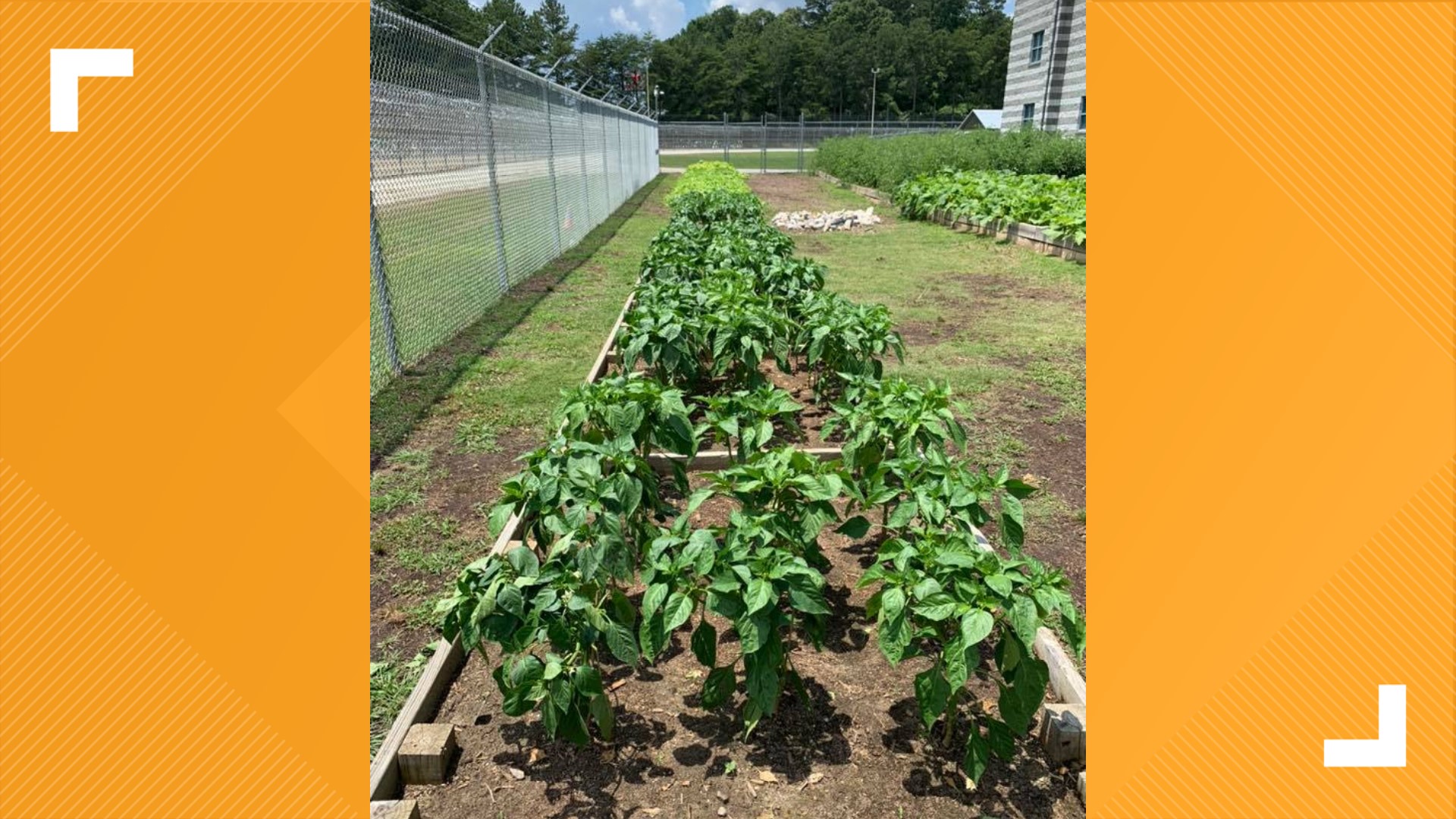 Inmates learning gardening in Gwinnett | 11alive.com