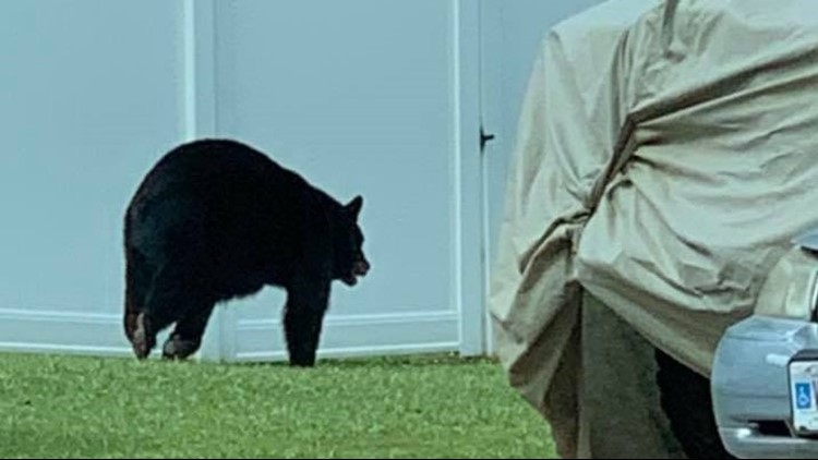 Bear spotted in Paulding County's Beulah neighborhood | 11alive.com