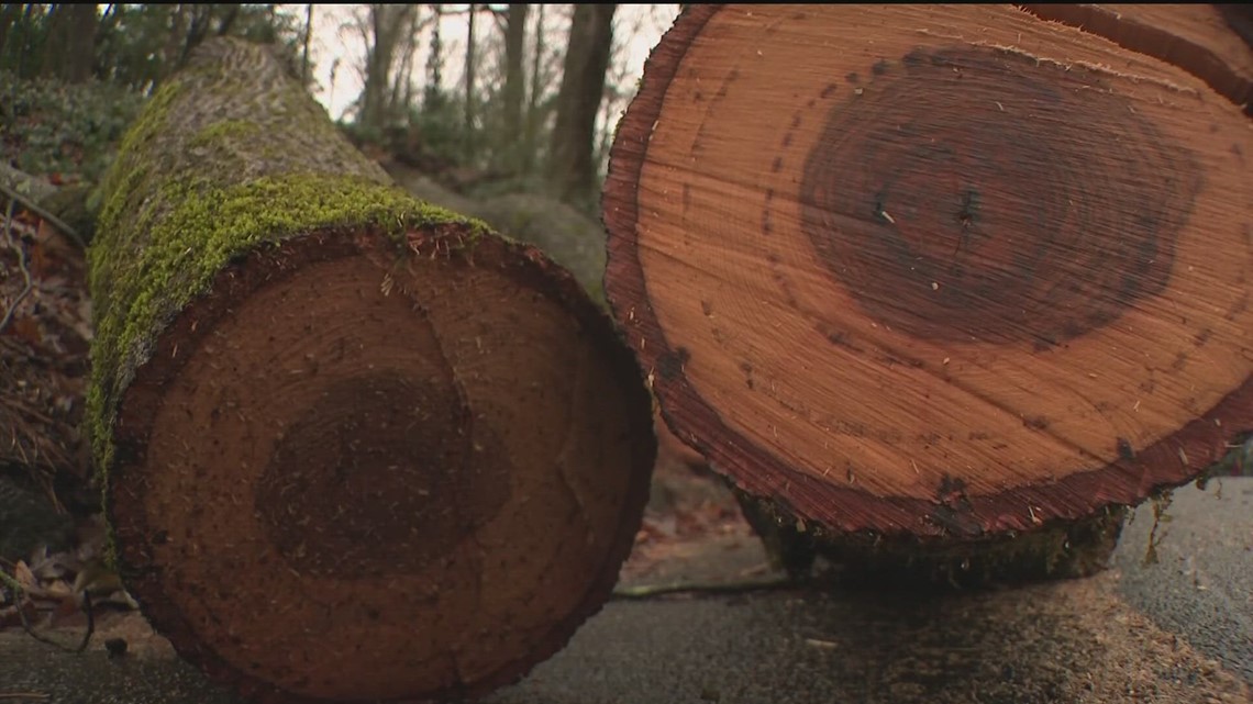 How to protect yourself against falling trees amid heavy rains ...