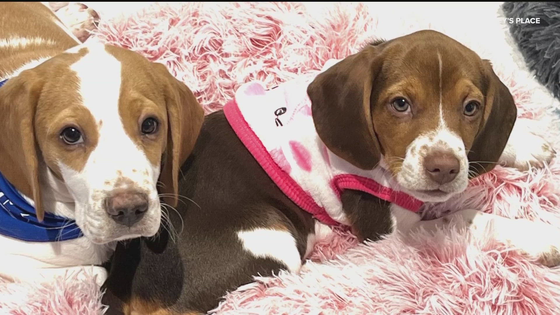 Puppy Bowl 2025: Meet the adorable Georgia pups going paw-to-paw ...