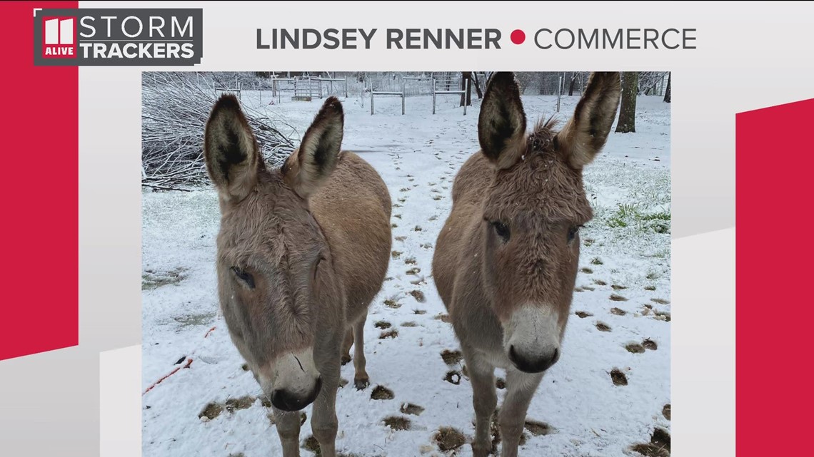 Farm animals in the Georgia snow! | 11alive.com