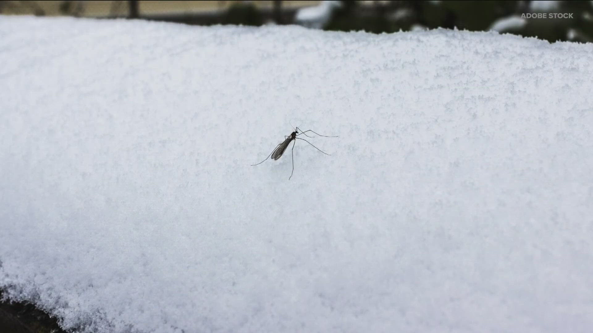 Cold weather impact on insects in Georgia | Will there be less this ...