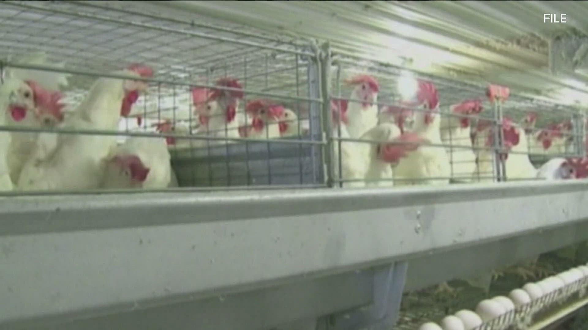 Bird flu case confirmed in second Georgia poultry flock | 11alive.com