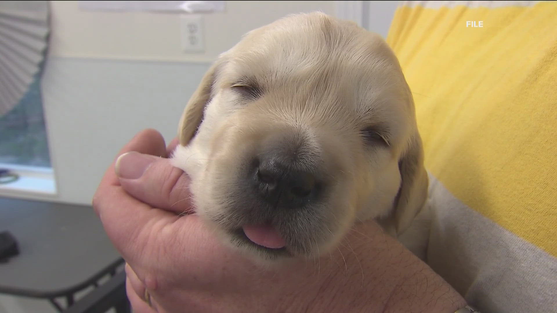 Mysterious illness spreading among Georgia dogs | 11alive.com